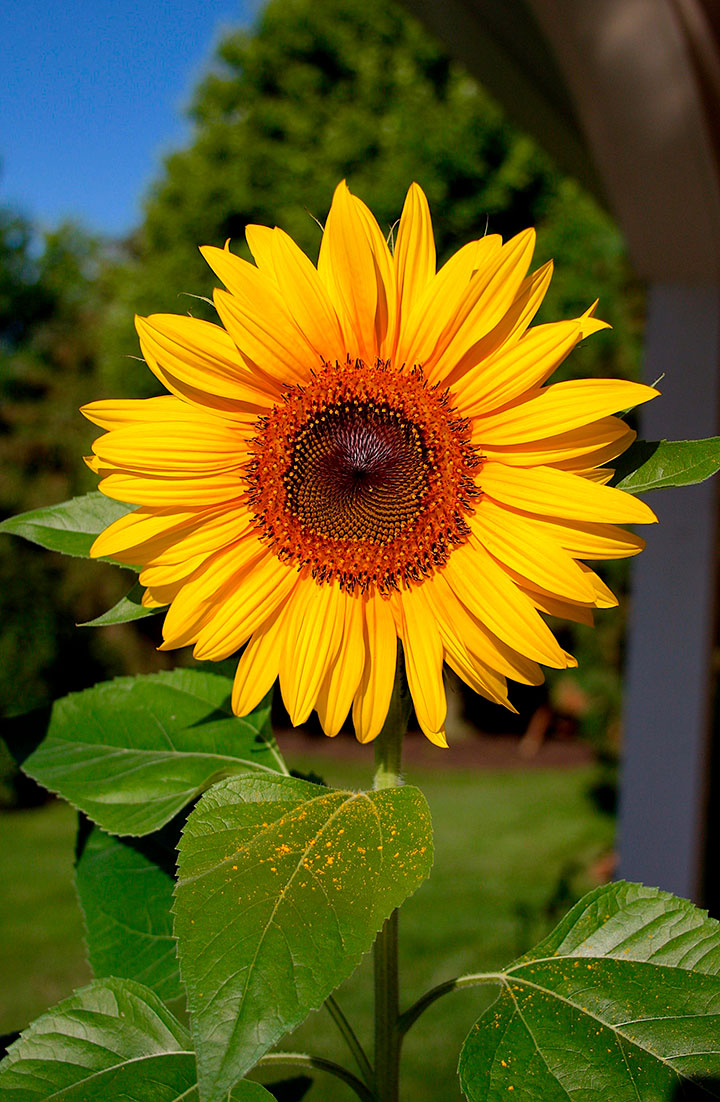 Girassol: Significado do nome e simbolismos