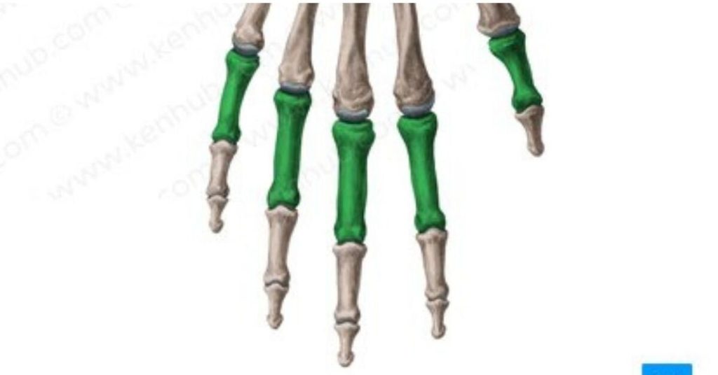 O que é falange e como usar acessórios nessa parte do dedo